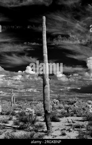 Infrared Sonora desert in central Arizona USA Stock Photo - Alamy