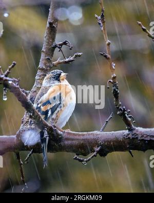 A birch finch in rainy weather in Bergen, Norway Stock Photo - Alamy