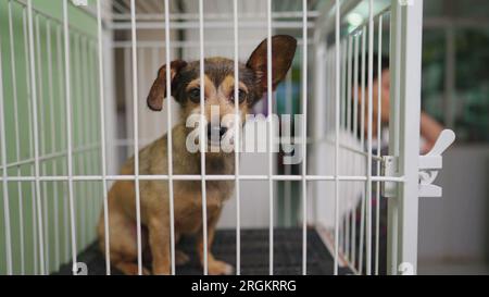 Pet Shop employee putting Small Dog inside cage. Pet in isolation ...