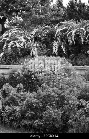 Typical common bushes and plants growing in the summer meadow in a ...