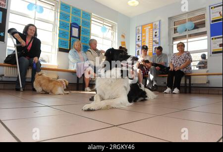 PDSA Veterinary clinic waiting room Stock Photo - Alamy