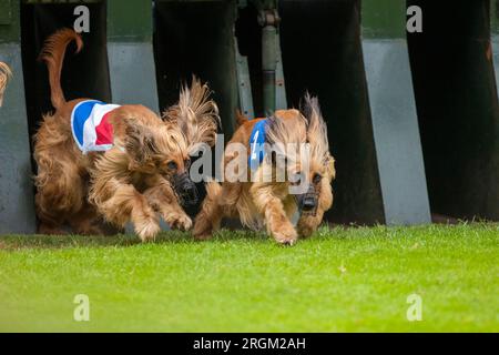 Start of a greyhound whippet race. Greyhounds with starting gates Stock ...
