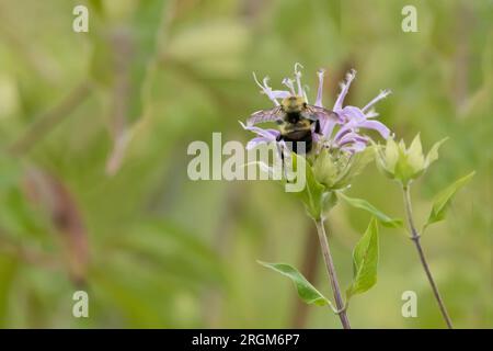 Back of a brown belted bumblebee pollinating a light purple bee balm ...