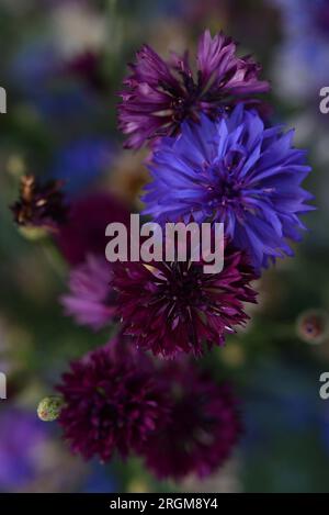 Centaurea paniculata. Aster flowers in the garden. Multicolored small ...