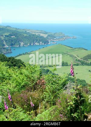 Little Hangman on the South West Coast Path in Exmoor, Devon, UK Stock ...