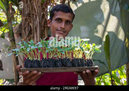 A farmer holds gourd seedlings before plants them at his floating bed ...