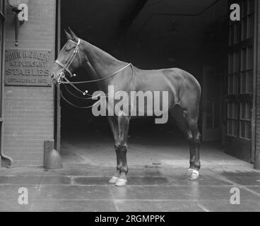 A photograph of Mrs. Harding’s horse, taken on November 30, 1921 ...