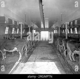 A historical photograph of Chestnut Farms Dairy in Washington, D.C ...