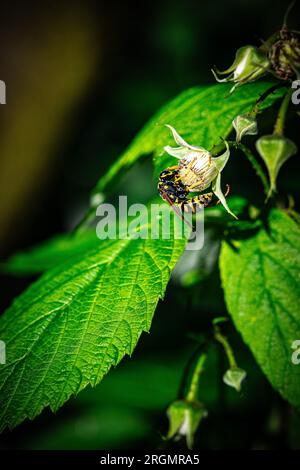 Wasp on the raspberry leaf on summer Stock Photo - Alamy