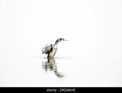 Common Loon Hi Key Stock Photo - Alamy