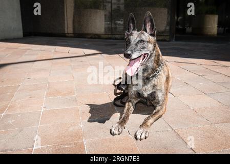 Reportage: Operational canines (K9 Dogs) of the FBI (March 2016 ...