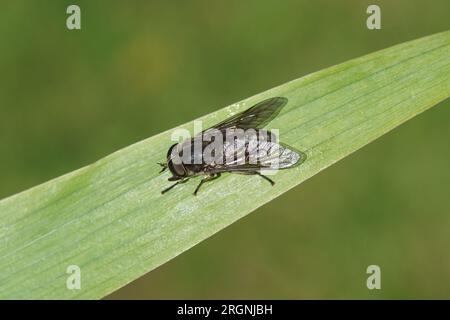 Close up female Large marsh horsefly (Tabanus autumnalis). Family Horse ...