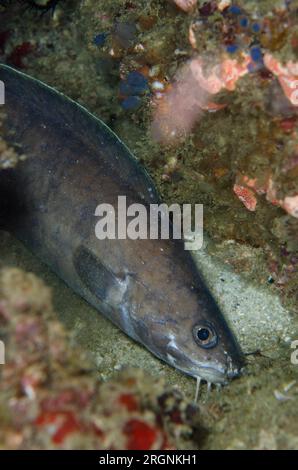 Goatsbeard Brotula, Brotula multibarbata, with barbels, night dive ...