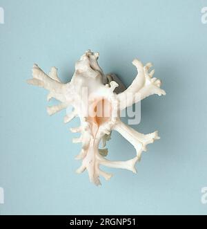 Homalocantha zamboi, Muricidae Stock Photo - Alamy