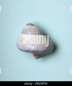 Janthina janthina, Epitoniidae Stock Photo - Alamy