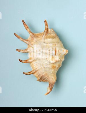Lambis lambis, Strombidae Stock Photo - Alamy