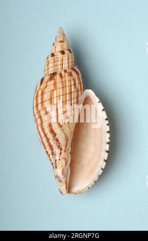 Callipara kurodai, Volutidae Stock Photo - Alamy