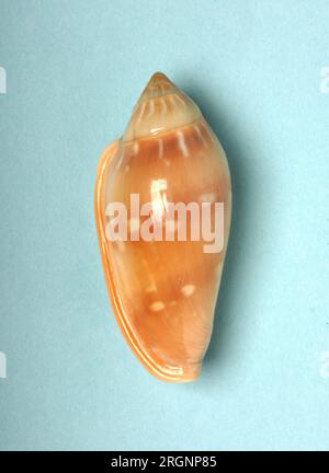 Marginella desjardini, Marginellidae Stock Photo - Alamy