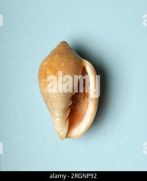 Marginella sebastiani, Marginellidae Stock Photo - Alamy