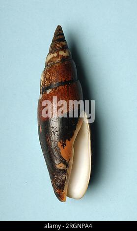 Episcomitra zonata, Mitridae Stock Photo - Alamy