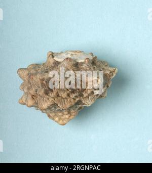 Indomodulus tectum, Modulidae Stock Photo - Alamy