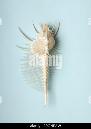 Murex pecten, Muricidae Stock Photo - Alamy