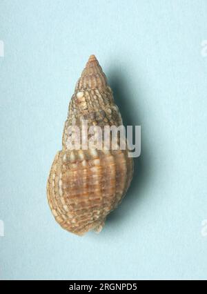 Tritia reticulata, Nassariidae Stock Photo - Alamy
