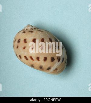 Naticarius onca, Naticidae Stock Photo - Alamy