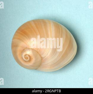 Neverita josephinia, Naticidae Stock Photo - Alamy