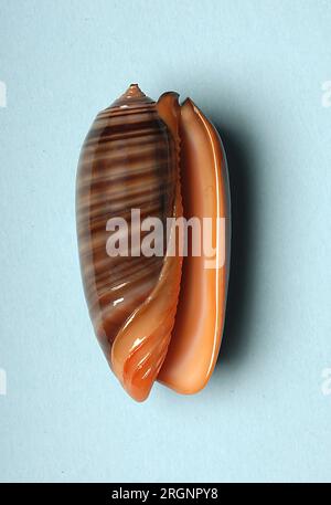 Oliva rubrolabiata, Olividae Stock Photo - Alamy