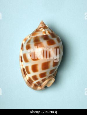 Phalium areola, Cassidae Stock Photo - Alamy