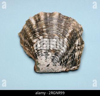 Pinctada radiata, Margaritidae Stock Photo - Alamy