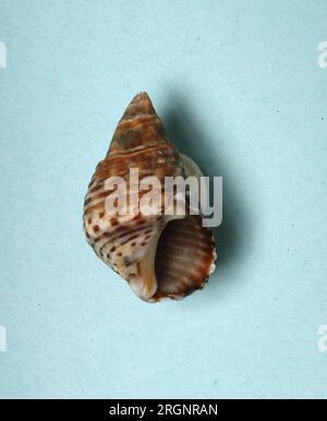 Planaxis sulcatus, Planaxidae Stock Photo - Alamy