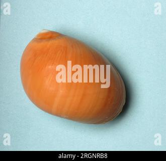 Polinices aurantius, Naticidae Stock Photo - Alamy
