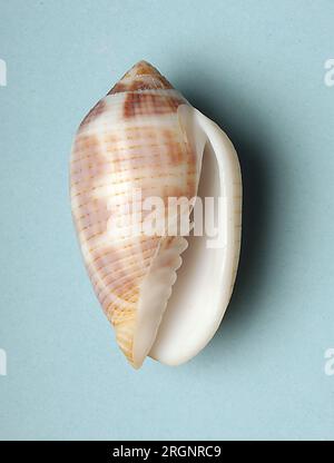 Pterygia dactylus, Mitridae Stock Photo - Alamy