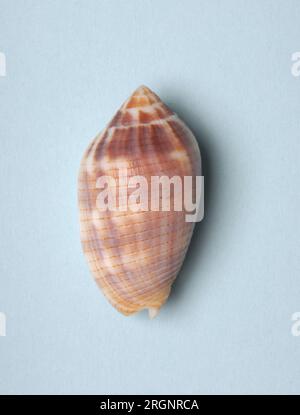 Pterygia dactylus, Mitridae Stock Photo - Alamy