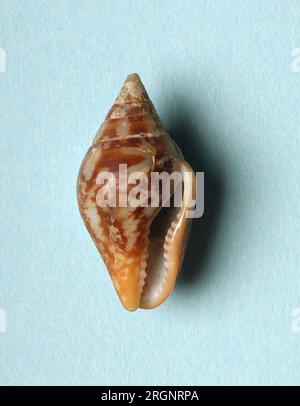 Pyrene flava, Columbellidae Stock Photo - Alamy