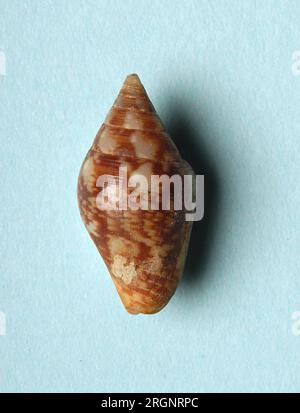 Pyrene flava, Columbellidae Stock Photo - Alamy