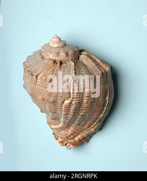Rapana venosa, Rapaninae Stock Photo - Alamy