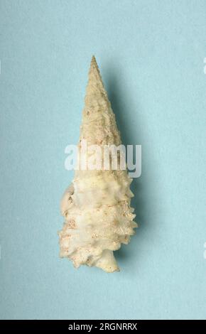 Rhinoclavis aspera, Cerithiidae Stock Photo - Alamy