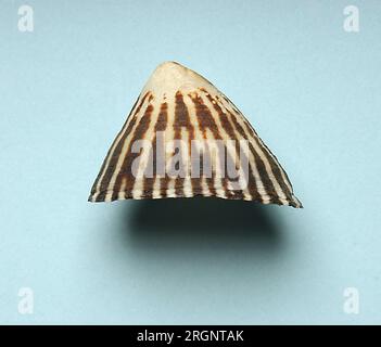 Siphonaria sirius, Siphonariidae Stock Photo - Alamy