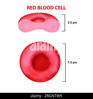 Red blood cell structure, illustration. Haemoglobin molecule inside a ...