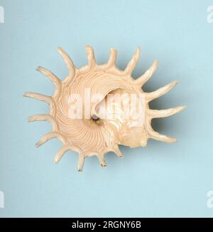 Stellaria solaris, Xenophoridae Stock Photo - Alamy
