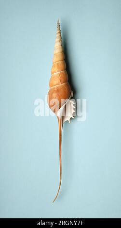 Tibia fusus, Rostellariidae Stock Photo - Alamy