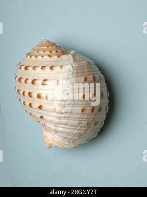 Tonna dolium, Tonnidae Stock Photo - Alamy