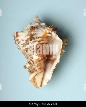 Vasum muricatum, Turbinellidae Stock Photo - Alamy