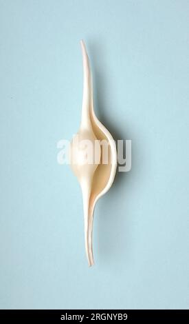 Volva volva, Ovulidae Stock Photo - Alamy