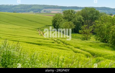 Rural scenery including a green grainfield at early summer time in ...