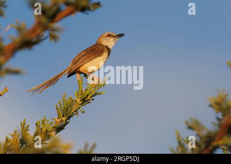 Black-chested prinia, River crossing lodge, Windhoek, Namibia, March ...