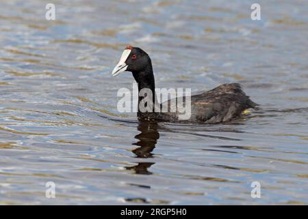 Red-knobbed Coot, Avis Dam, Windhoek, Namibia, March 2023 Stock Photo ...
